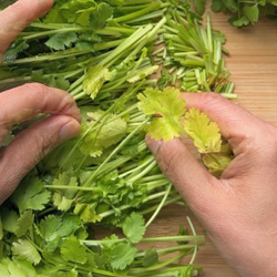 How to Store Cilantro (coriander leaves) - Fresh for more than 2 Weeks
